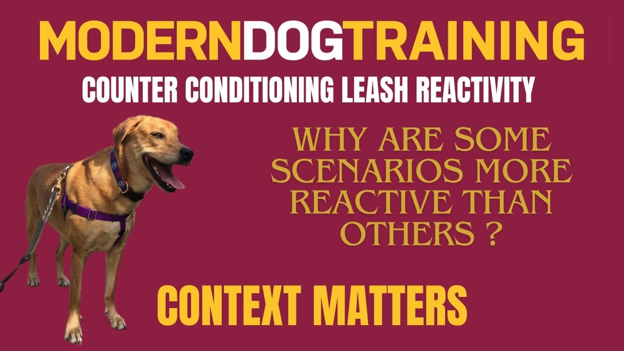 Counter Conditioning Leash Reactivity Context Matters - YouTube
