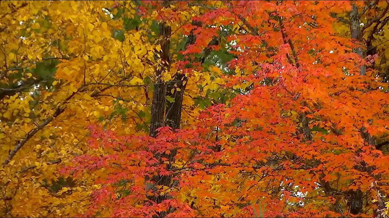 Plan your fall leaf trips before colors disappear - YouTube