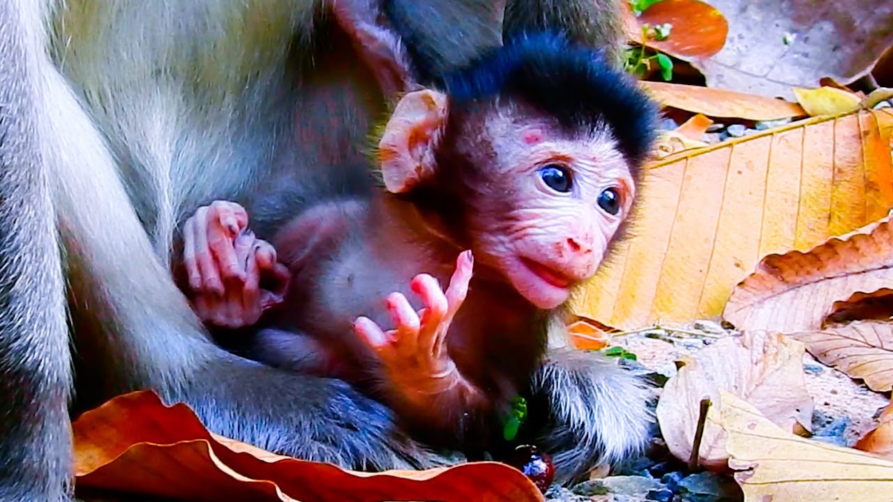 Are you so cute baby Ara - YouTube