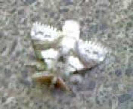 SCARY MOTH - YouTube