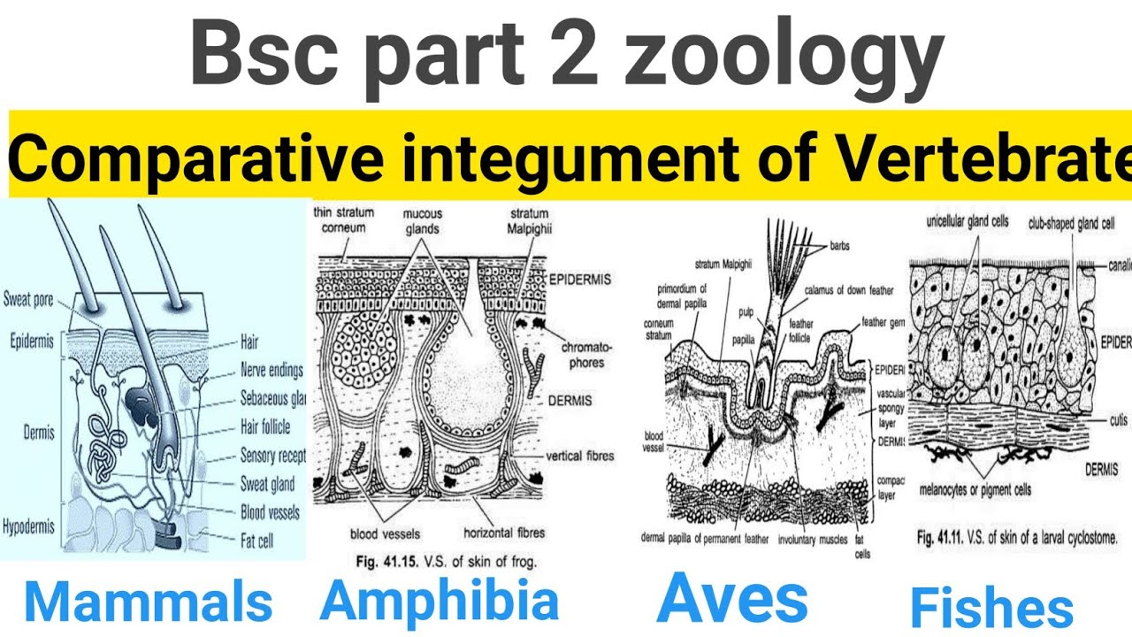 integumentary system || integument of vertebrate || integument of ...