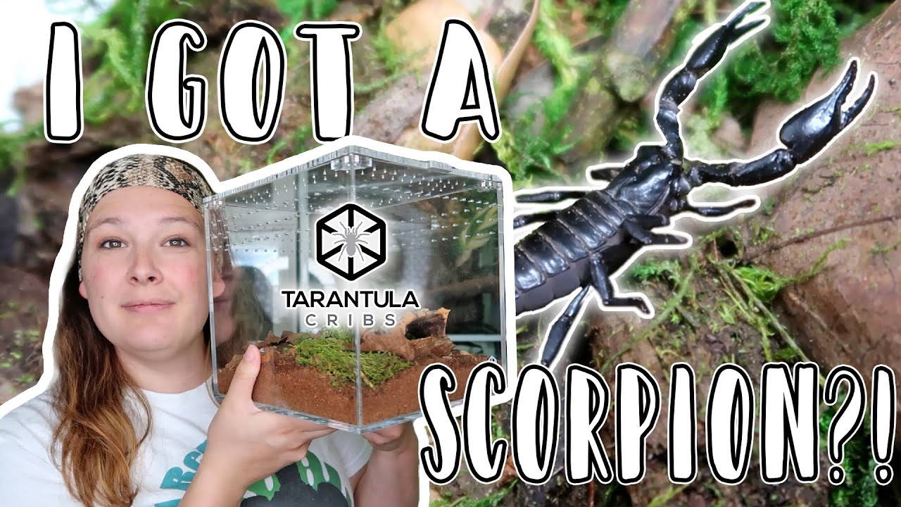I GOT A SCORPION?! // Asian Forest Scorpion Tarantula Cribs Setup - YouTube