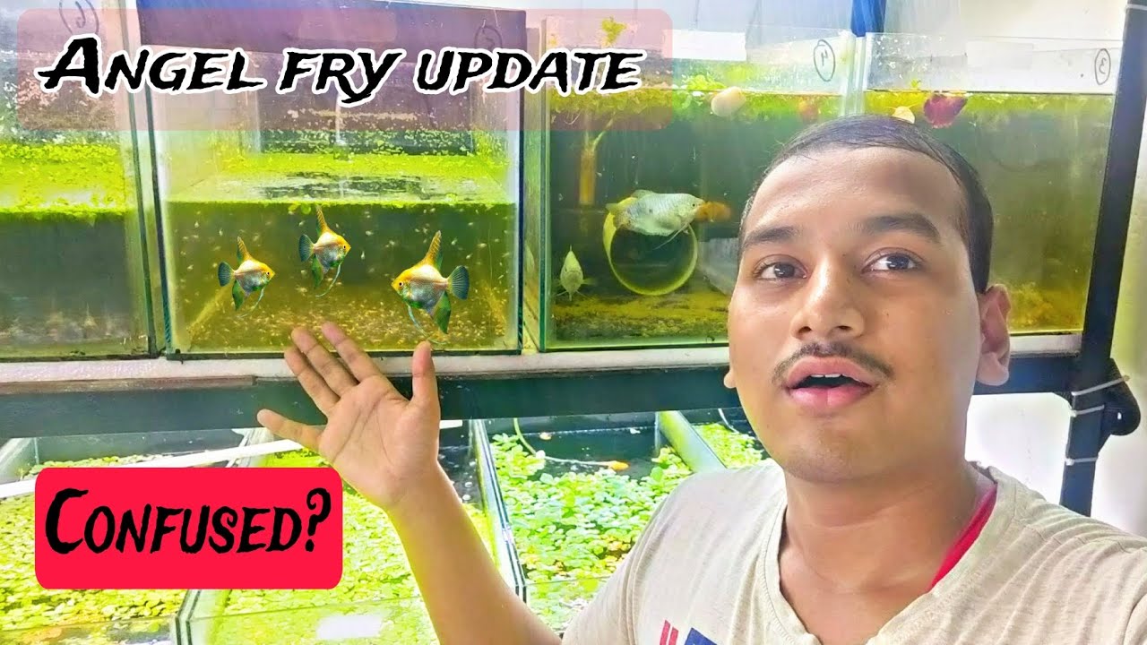 Growth update of my angel fry | best feed for fry | No live food😱 - YouTube