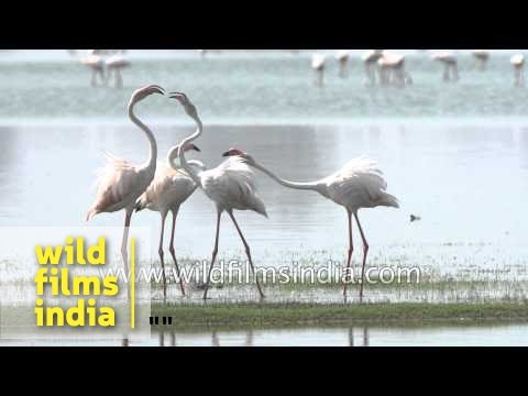 Greater Flamingos aggressive behaviour captured on camera - YouTube