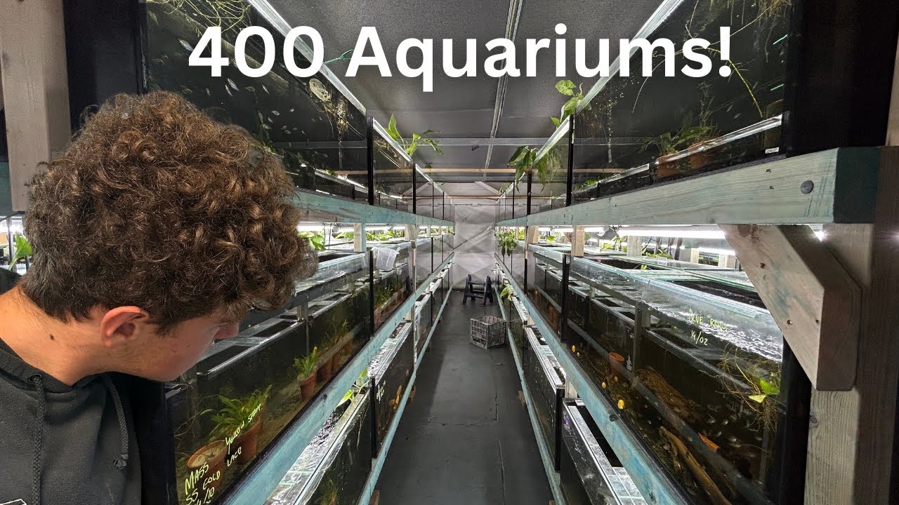 Amazing Fish Room Tour | KeepingFishSimple - YouTube