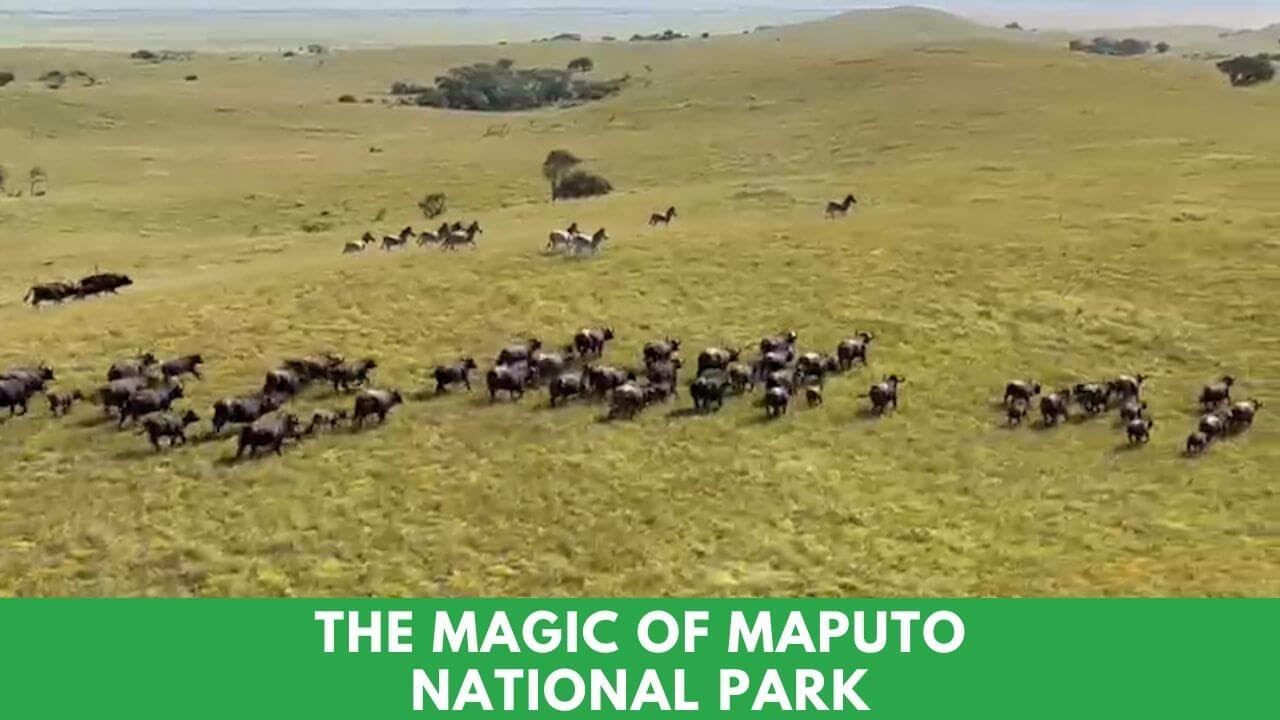The Magic Of Maputo National Park - YouTube
