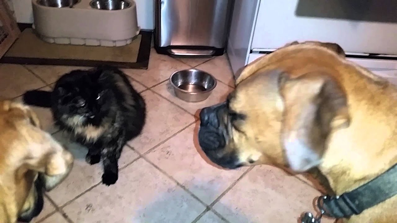 Boxer talking to a cat.. And can't stop sneezing. - YouTube