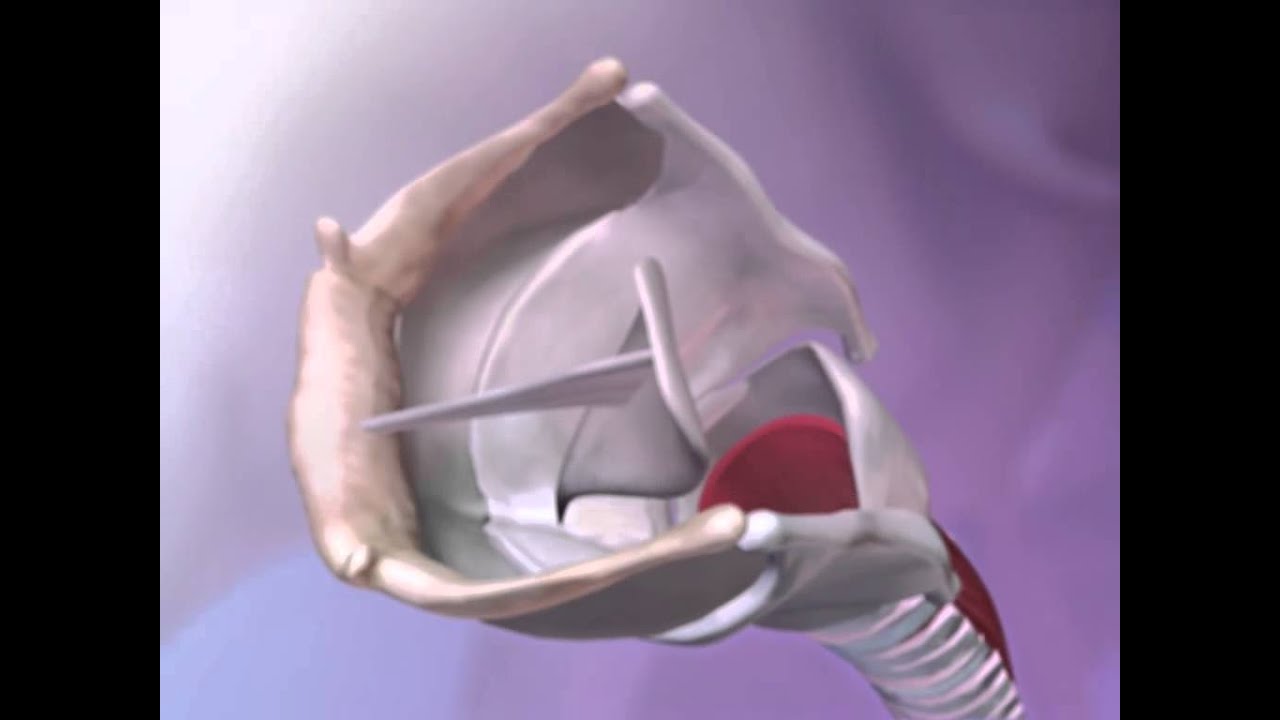 Function of the Epiglottis - YouTube