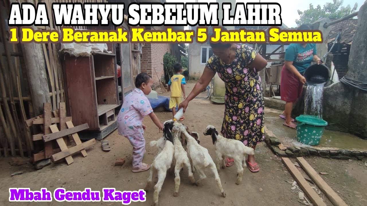Mengejutkan.. Pertama kali bunting langsung Beranak 5 Jantan Semua ...