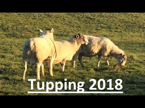 Tupping 2018 - YouTube
