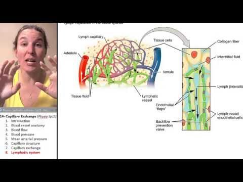 Capillary exchange 8- Lymphatic system - YouTube