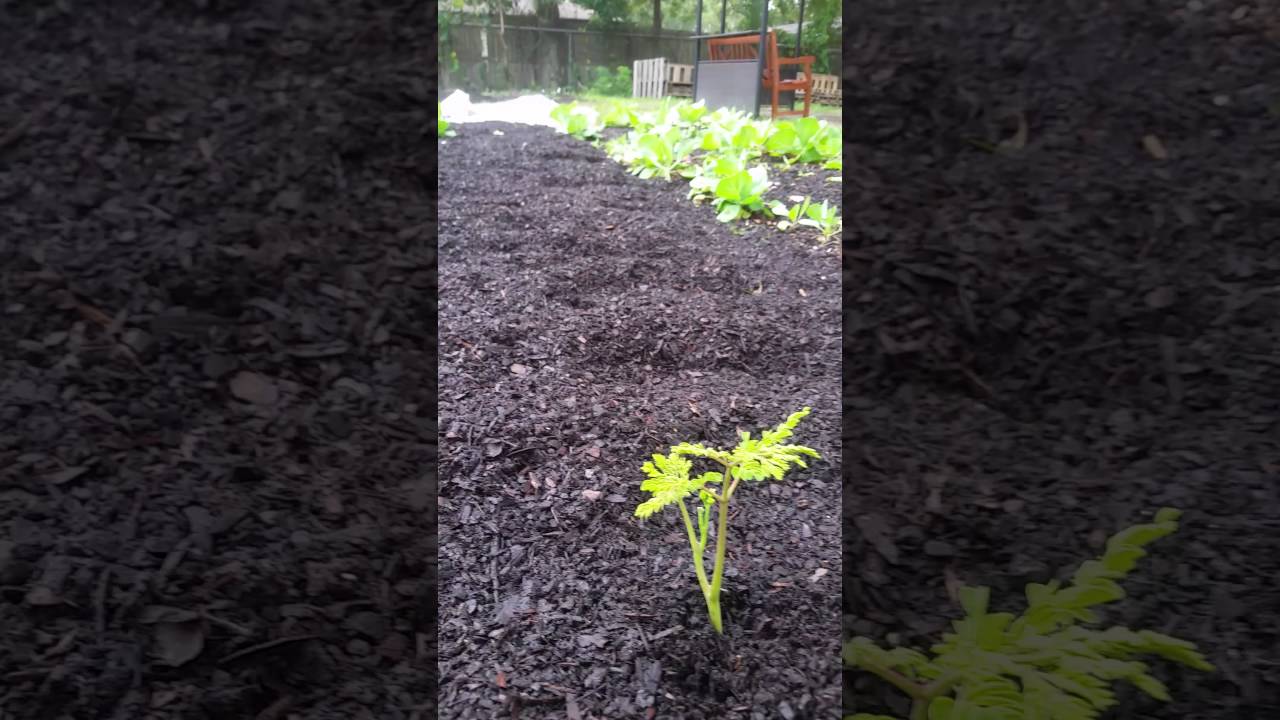 Planting 101. Urban-GeoPonics - YouTube
