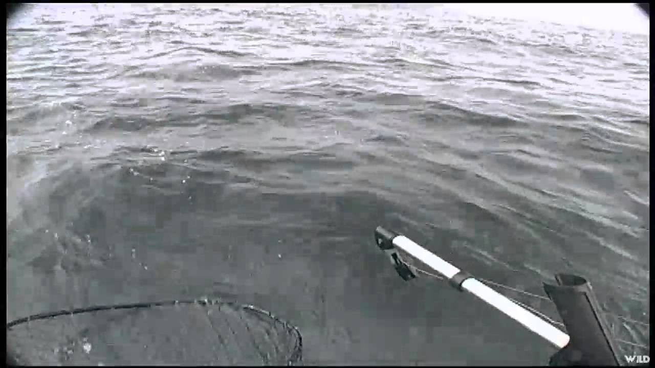 Hawg Quest - Kodiak King Tournament - YouTube