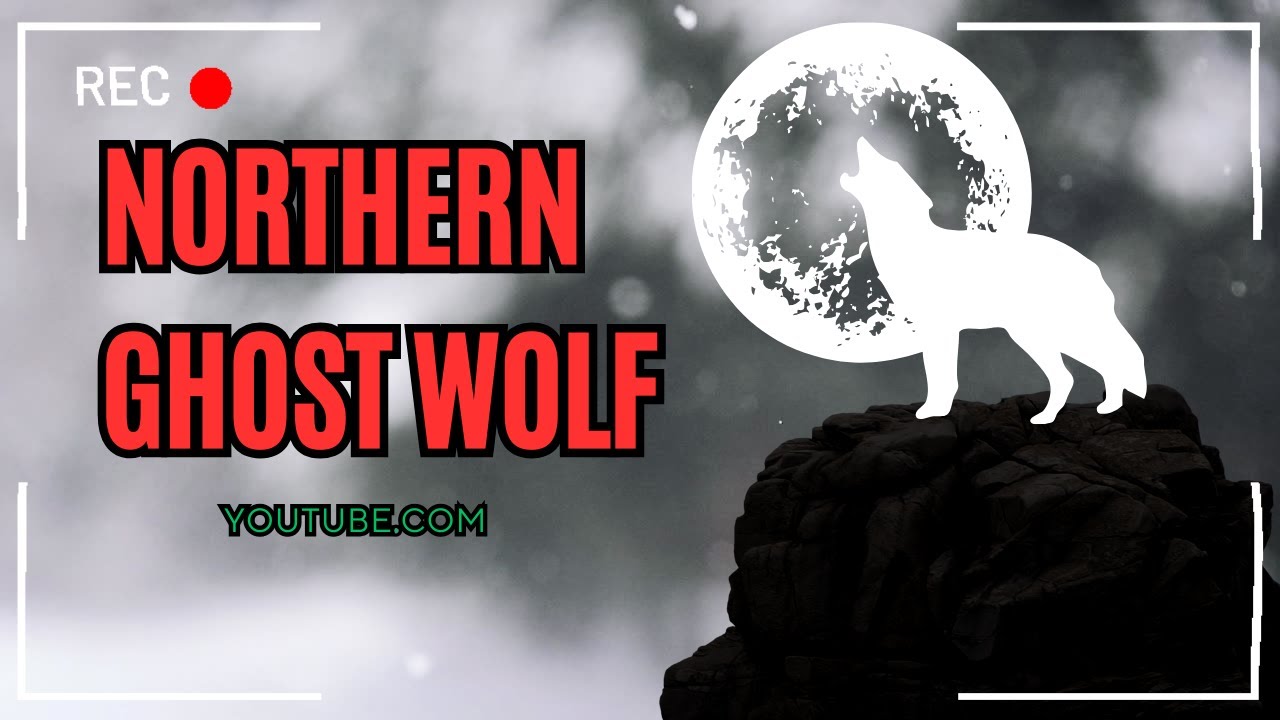 NORTHERN GHOST WOLF - YouTube