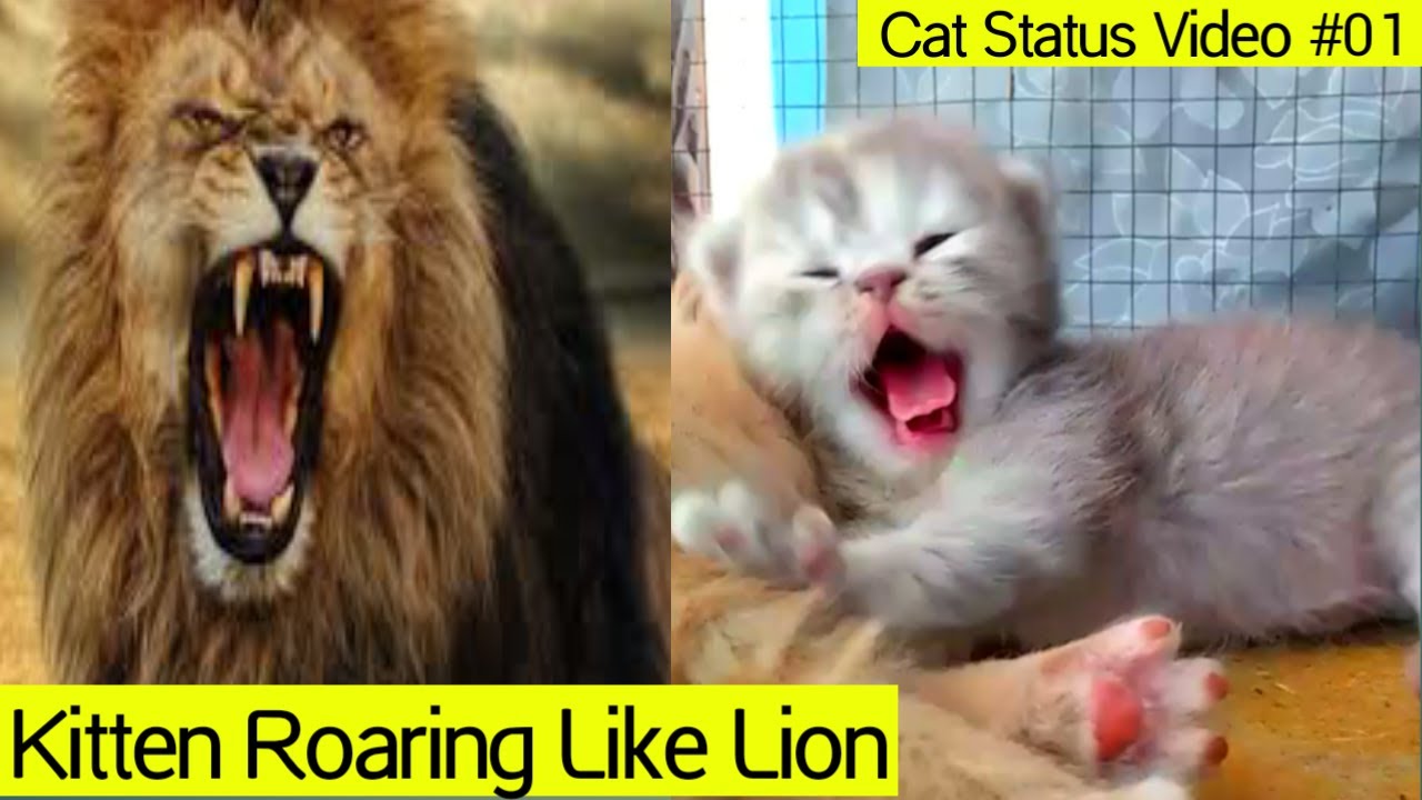 Kitten Meowing Vs Lion Roaring | Remix Video Entertainment - YouTube