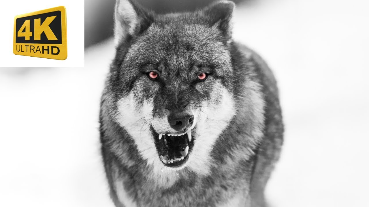 Wild Predators and their Prey A Top List - YouTube