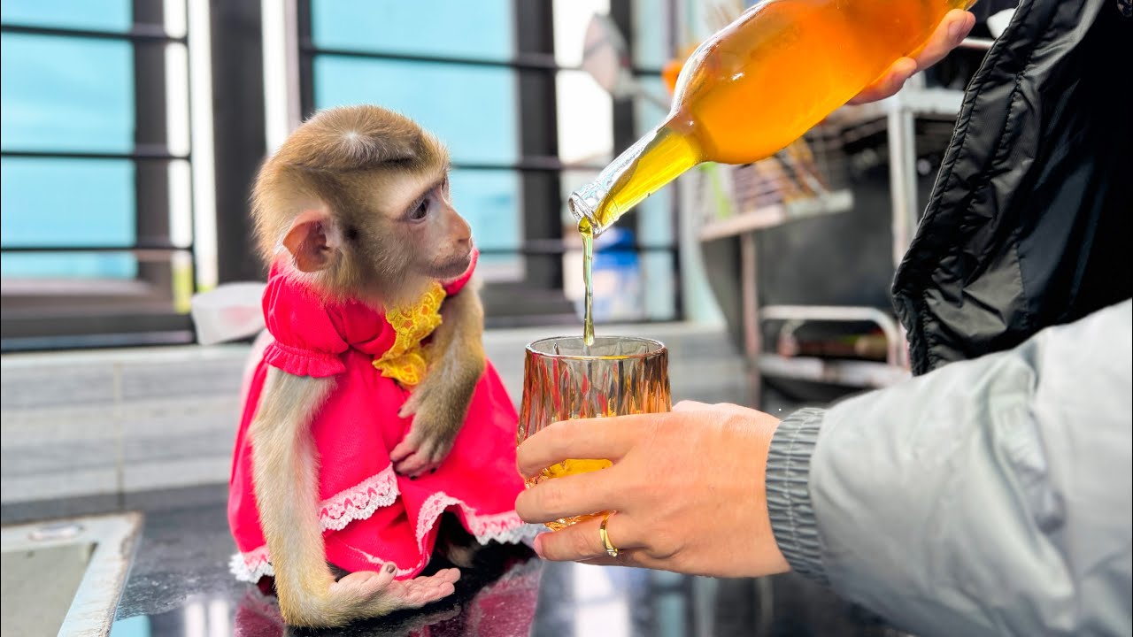 Honey is delicious! Monkey Kaka is drooling over it, dad! - YouTube