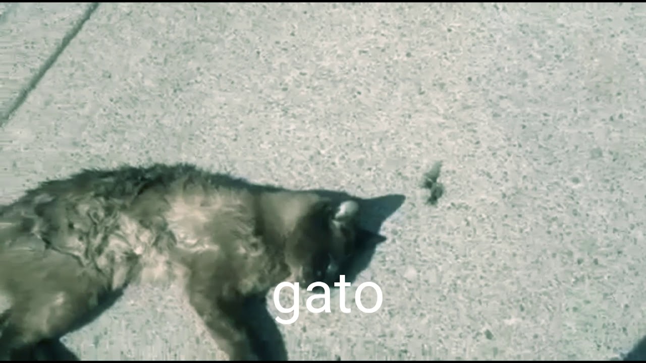 Gato :'v - YouTube