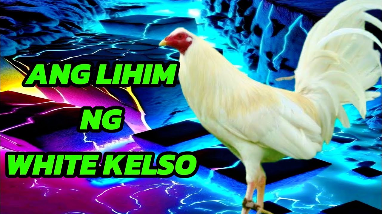 White Kelso Gamefowl: Legacy of Power, Ethics of the Fight ⚖️🐔 - YouTube