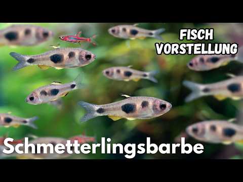 Schmetterlingsbarbe - Barbus hulstaerti | Liquid Nature Fisch Vorstellung