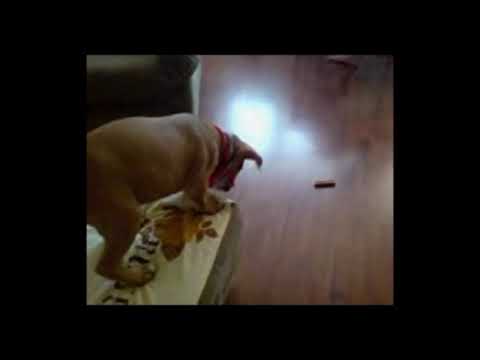 Fearless Amstaff Puppy Clumsily Jumps For Bone... set to music.