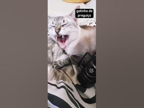Explicando a realidade #gato #brindes #gatos - YouTube