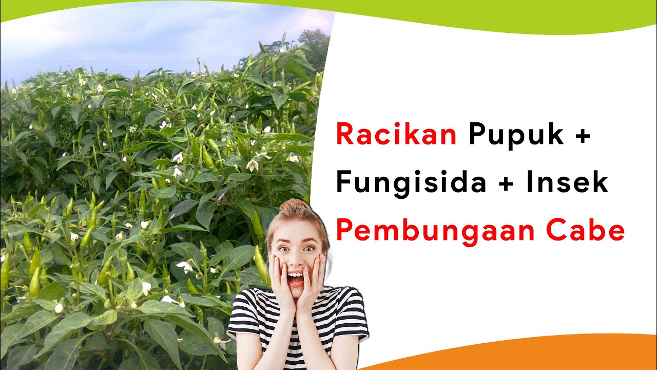 Penyemprotan Pupuk + Fungisida + Insektisida, Rangsang Bunga Lebat dan ...
