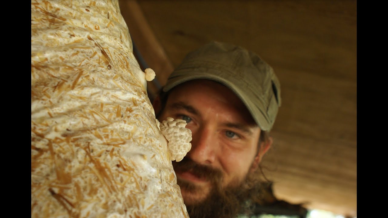 HOW TO MAKE MUSHROOM STRAW LOGS - YouTube