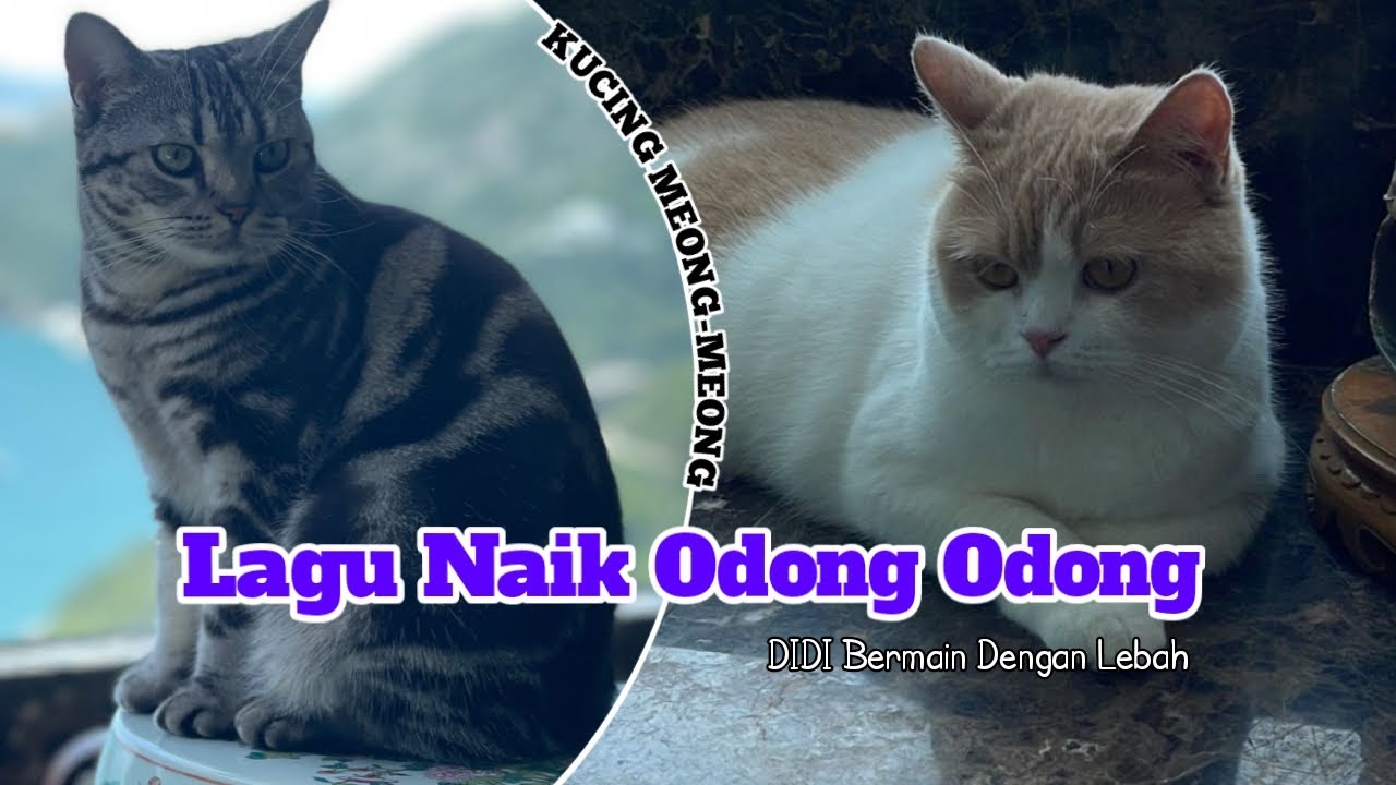 Kucing Meong-Meong || Lagu Naik Odong Odong,Si Meong Lucu DIDI Dan MIMI ...
