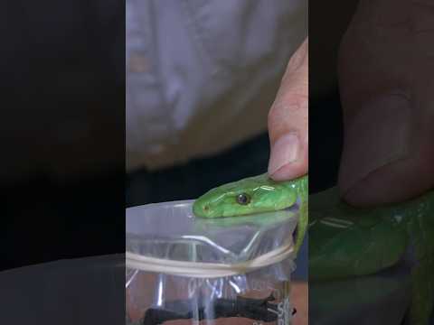 Green Mamba Bites and Venom Extraction