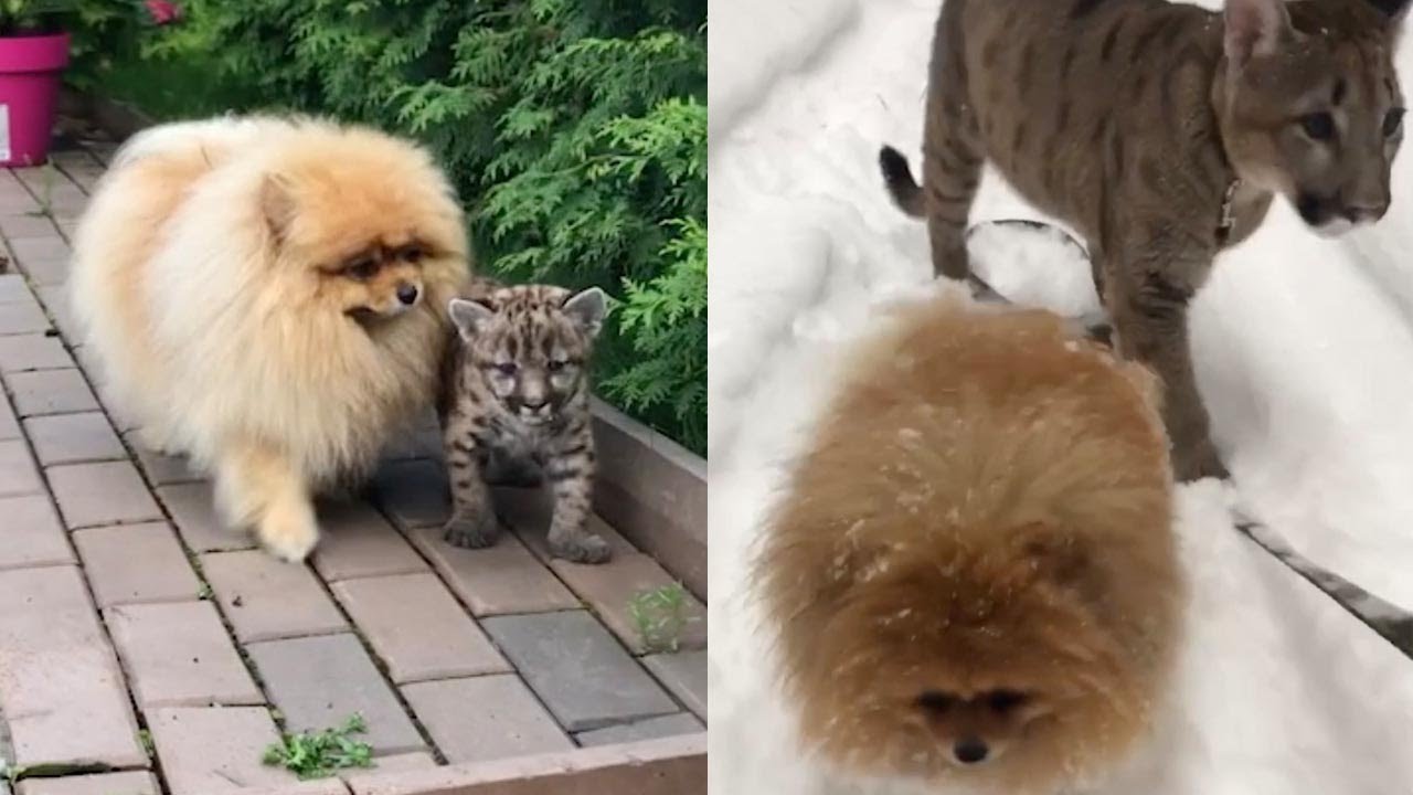 Adorable Dog And Puma Are Best Friends - YouTube