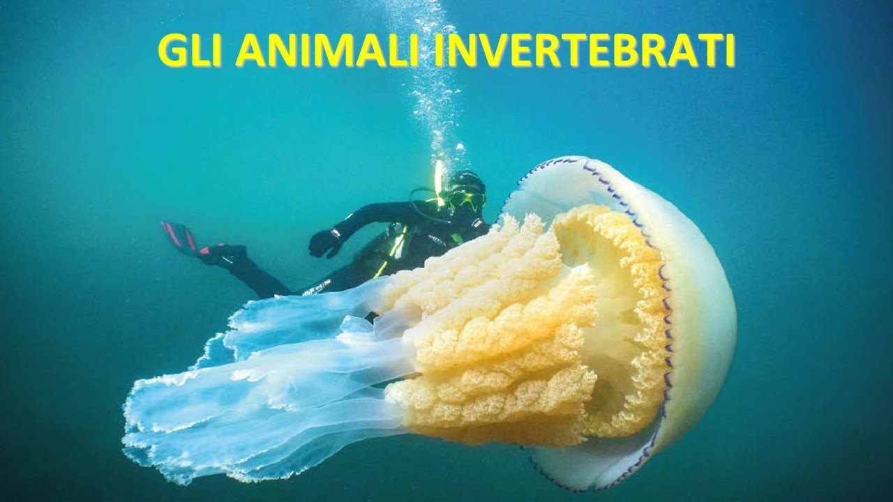 GLI ANIMALI INVERTEBRATI - YouTube