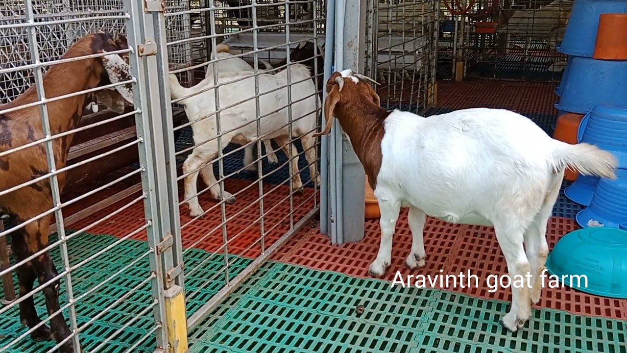 How to find the heat symptoms of goats@Aravinth Goat Farm - YouTube