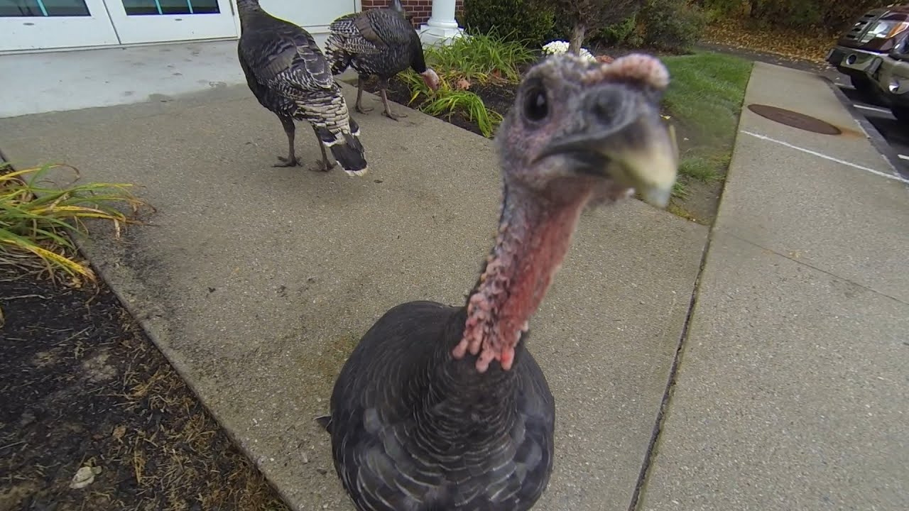 Turkeys sorta freak me out ! - YouTube