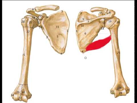 ANATOMIA - REDONDO MAIOR - YouTube