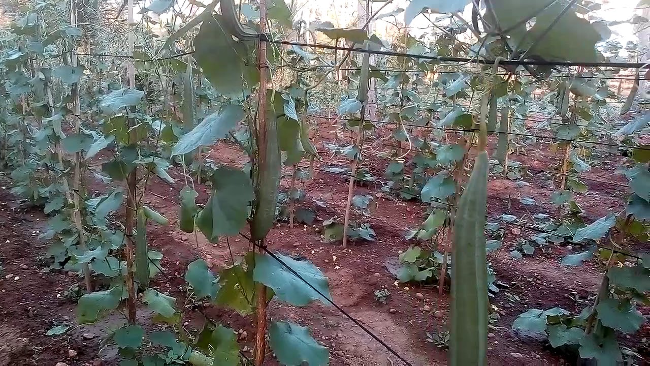 wetakolu wagawa වැටකොලු වගාව ridge gourd cultivation sri lanka - YouTube