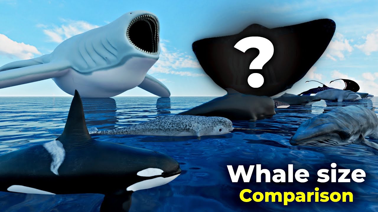Whale Size Comparison 3D | 3D Real Scale | 3D Comparison | 3D Animation ...