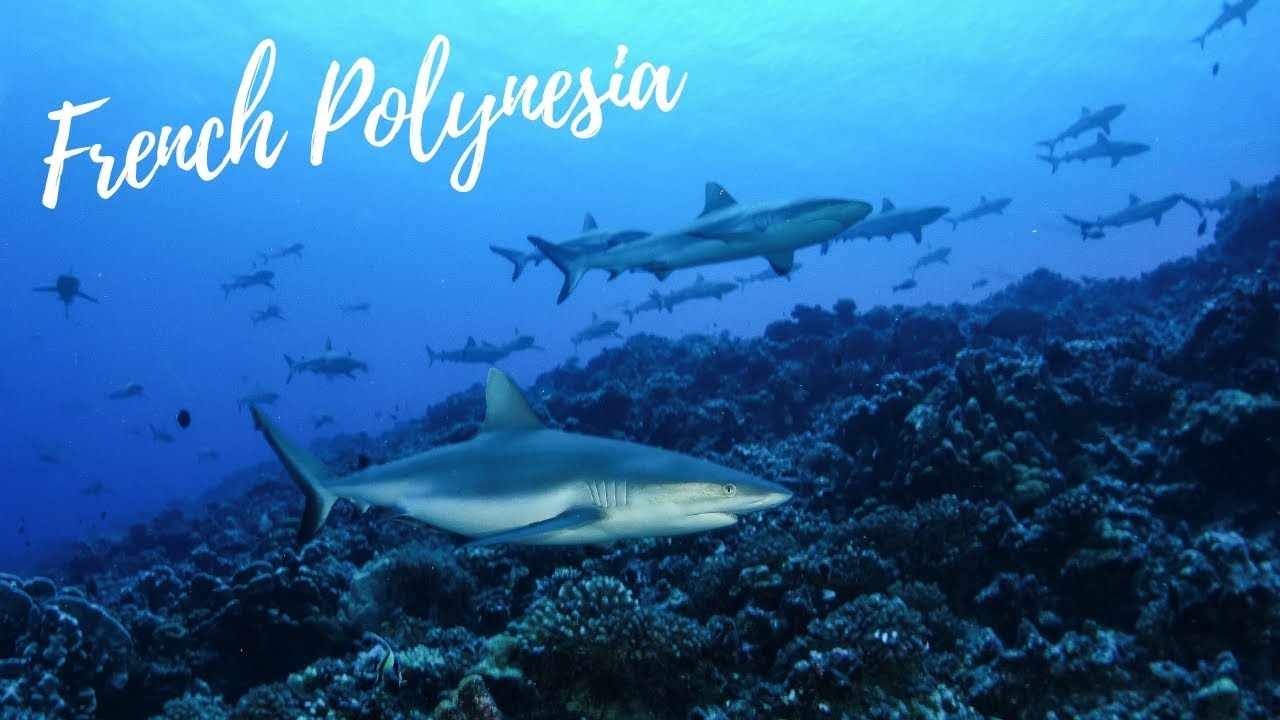 The Wall of Sharks | Fakarava, French Polynesia - YouTube
