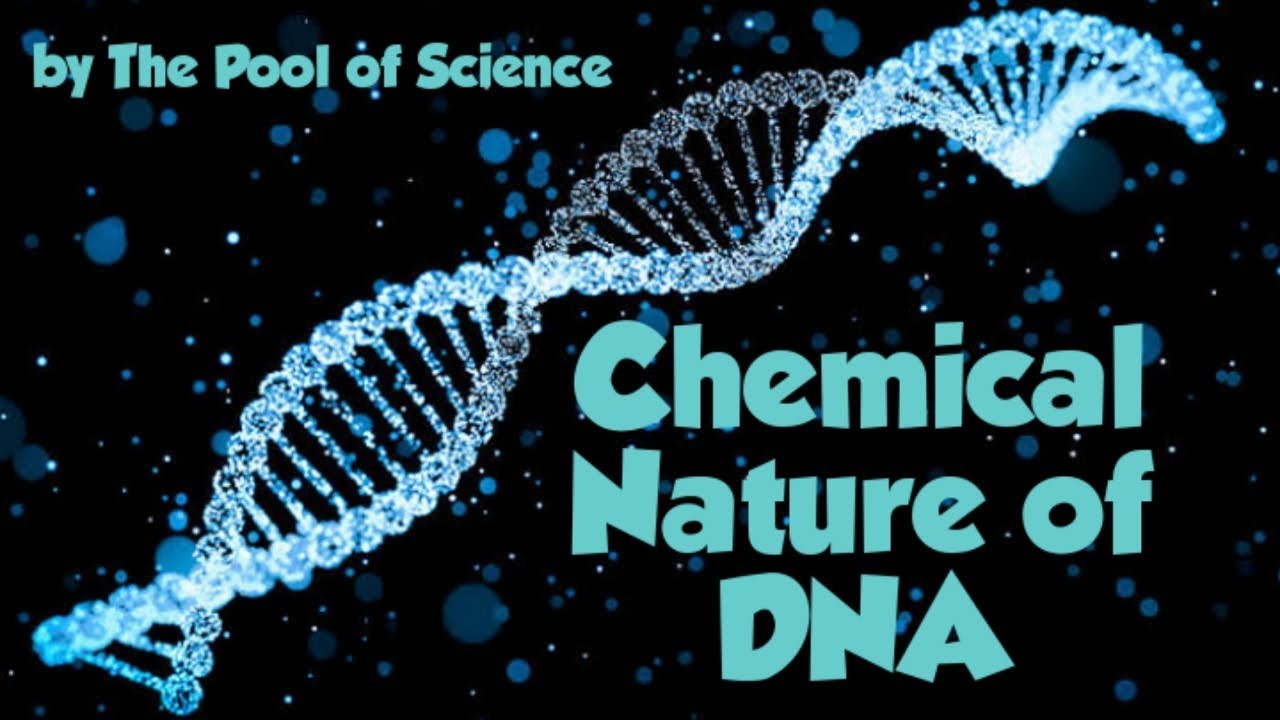 F.Sc part 2: Biology-Chapter 20: Chemical Nature of DNA by The Pool of ...