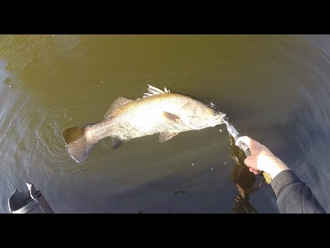 PIKES CROSSING BARRA, 5 BARRA 2 TARPON - YouTube