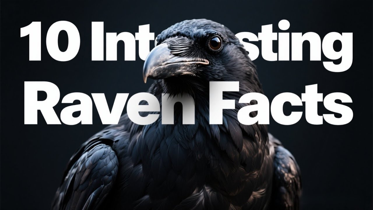 10 Incredible Raven Facts 🖤🐦 | The Smartest Bird? - YouTube