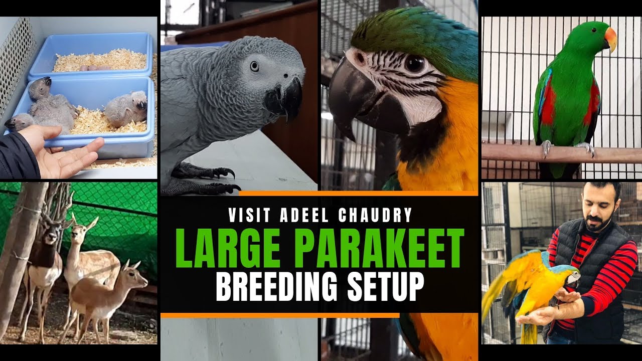 Visit Macaw, Suncor, African Grey, Raw Parrot, Adeel Chaudry Birds ...