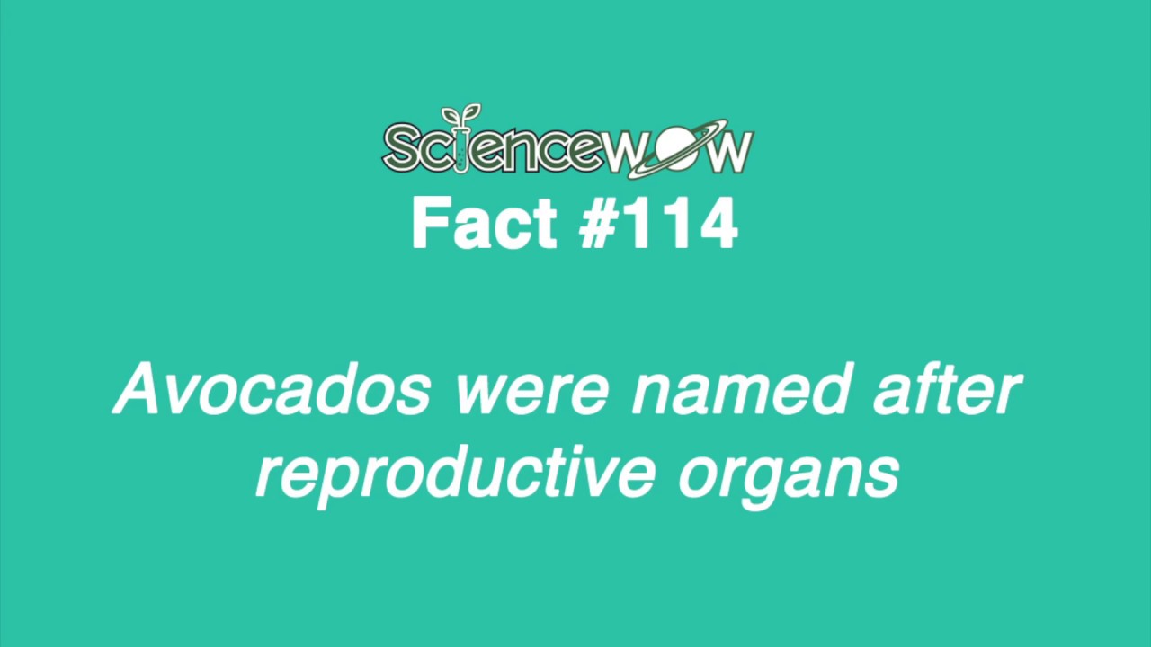 Avocados were named after reproductive organs Fact #114 - YouTube