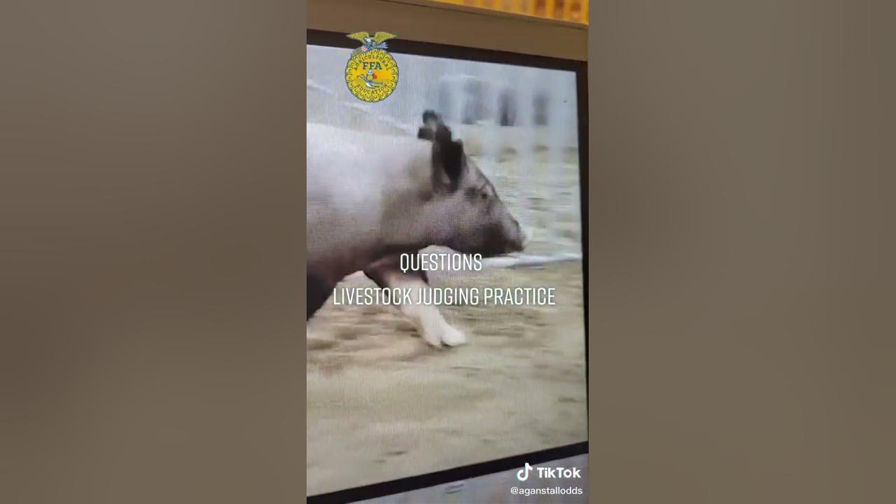 Livestock Judging Practice - YouTube