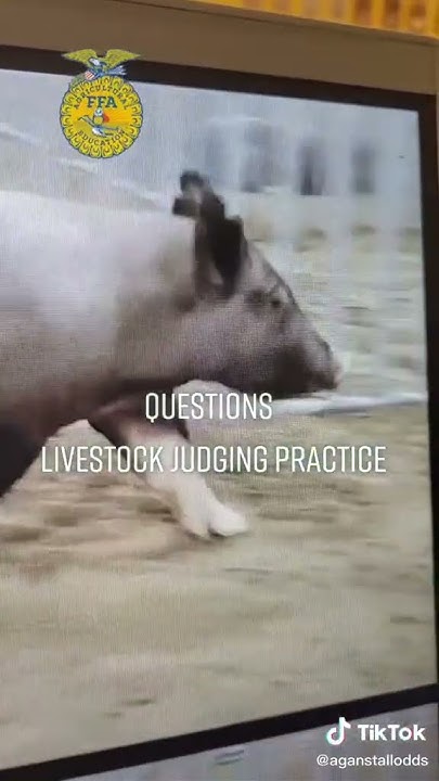 Livestock Judging Practice - YouTube