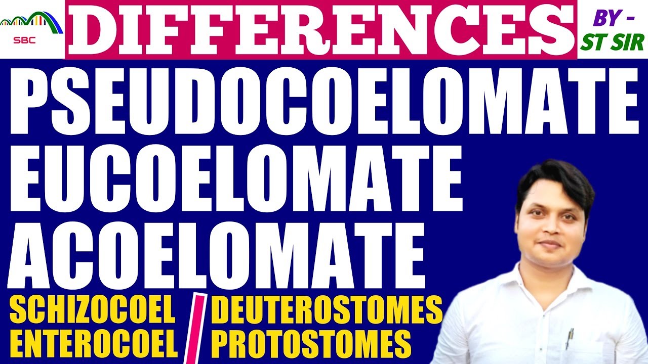 Coelom/Body Cavity - Acoelomates, Pseudocoelomates and Eucoelomates ...