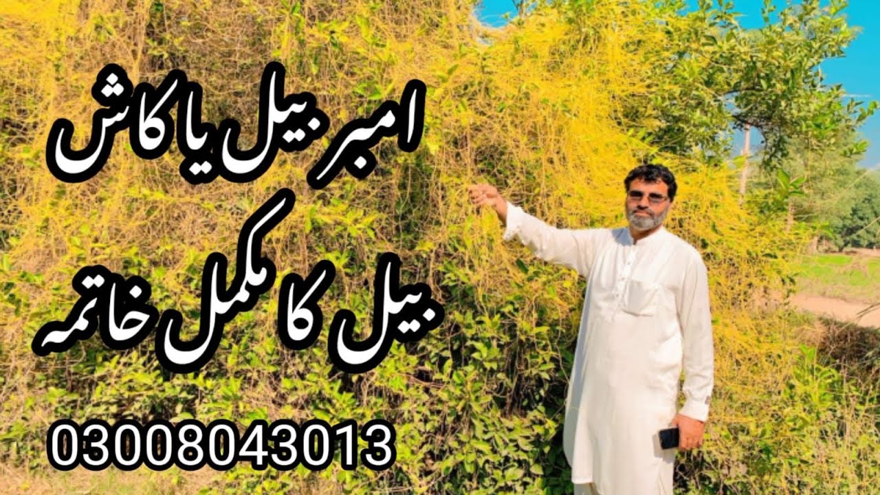 Amarbail/akash bail ka mukammal khatma karen - YouTube