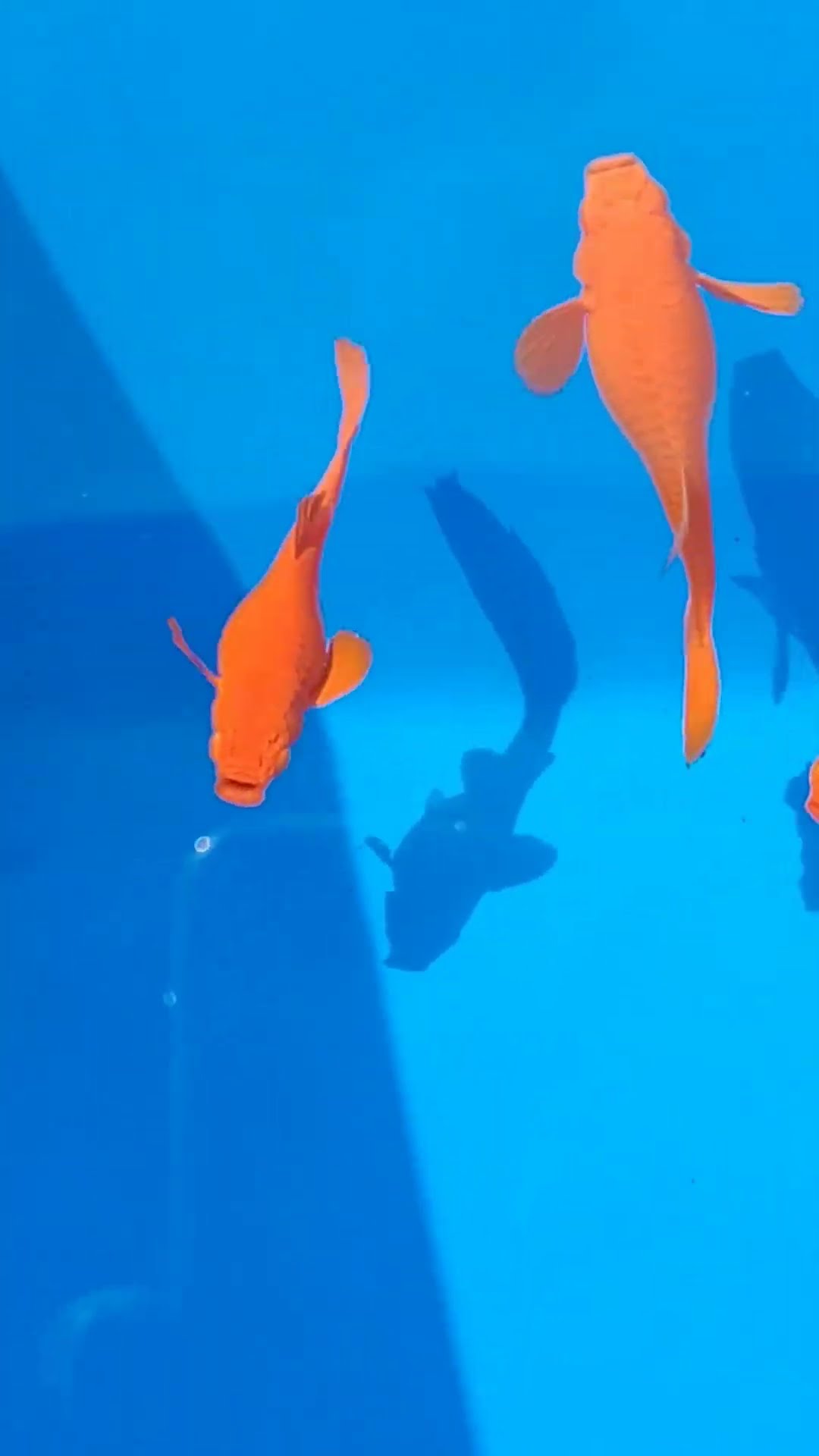 Koi Red Ear Full Lưng #music #cover#nguyễnphát #suncuong#cabaymau # ...