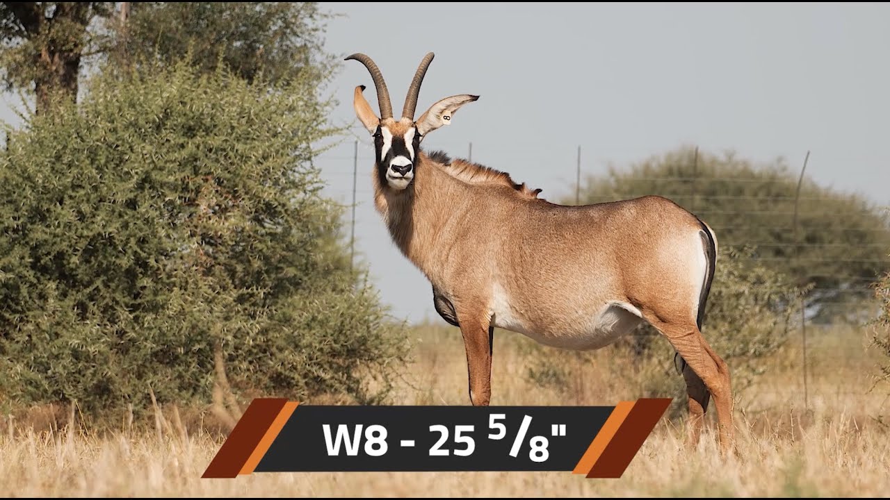 Roan A Unique Treasure: A Stunning 25⅝" Roan Cow to Enhance Your Herd ...