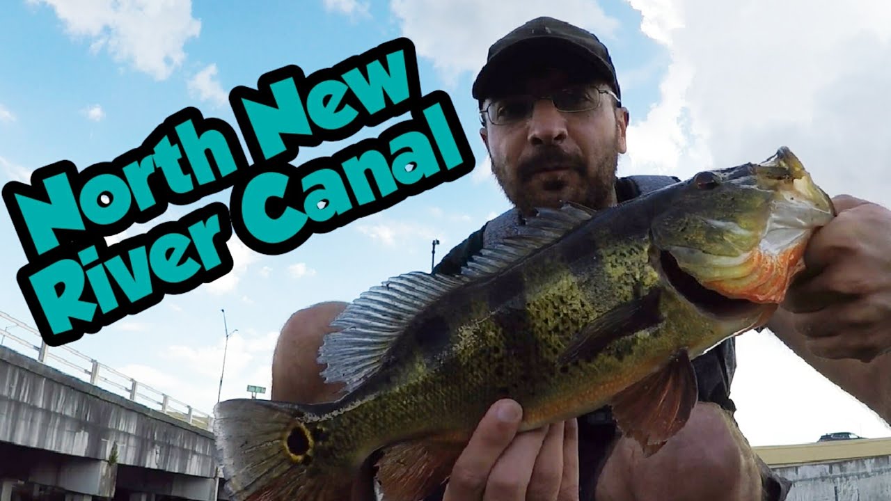 North New River Canal Fishing with Live Shiners - YouTube